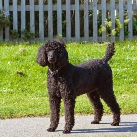 Adult Standard Poodle